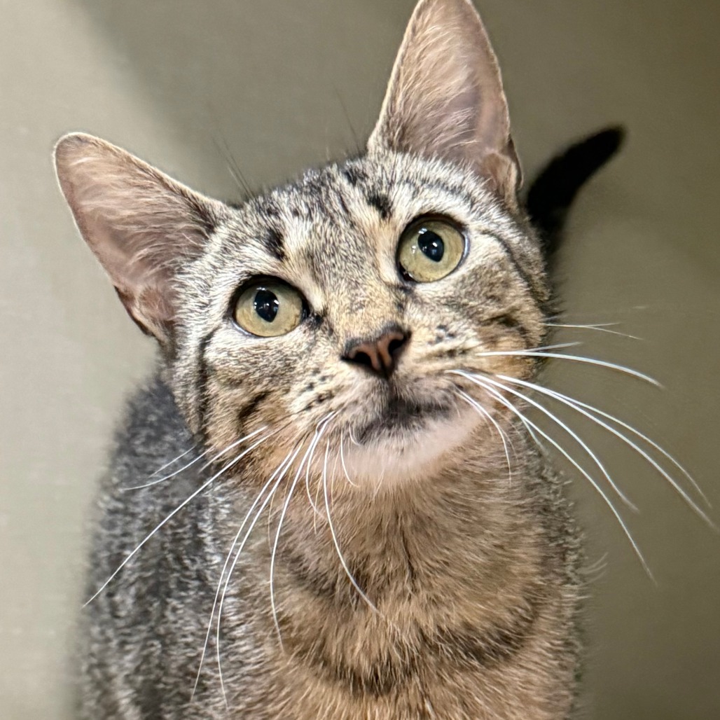 Gardenia is available for adoption at Humane Society of West Michigan