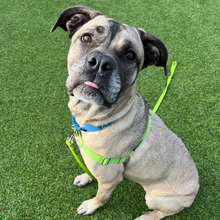 Mildred - Humane Animal Rescue