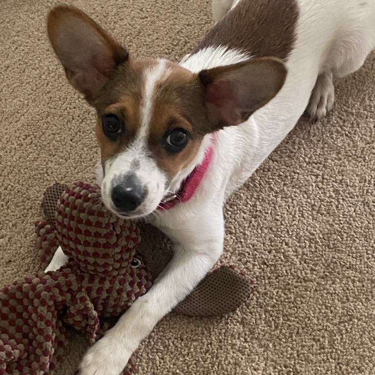 Stitch is available for adoption at Canine Partners Program Inc.