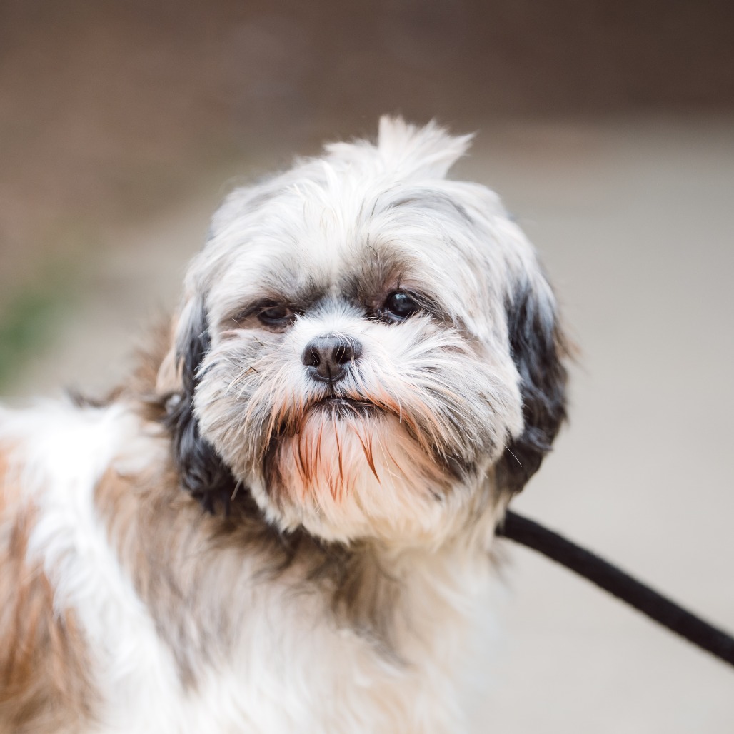 Agnes - Phoenix Animal Rescue