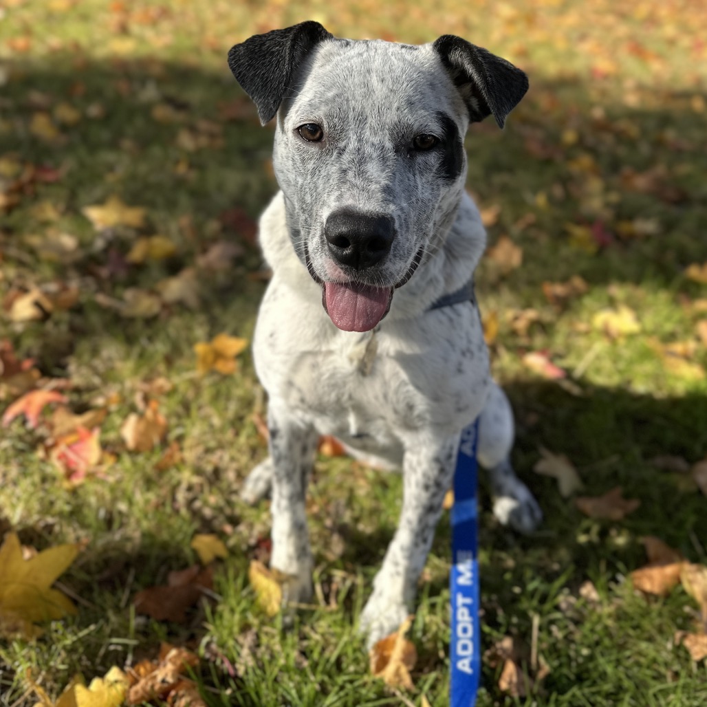 LONDON is available for adoption at Milo Foundation