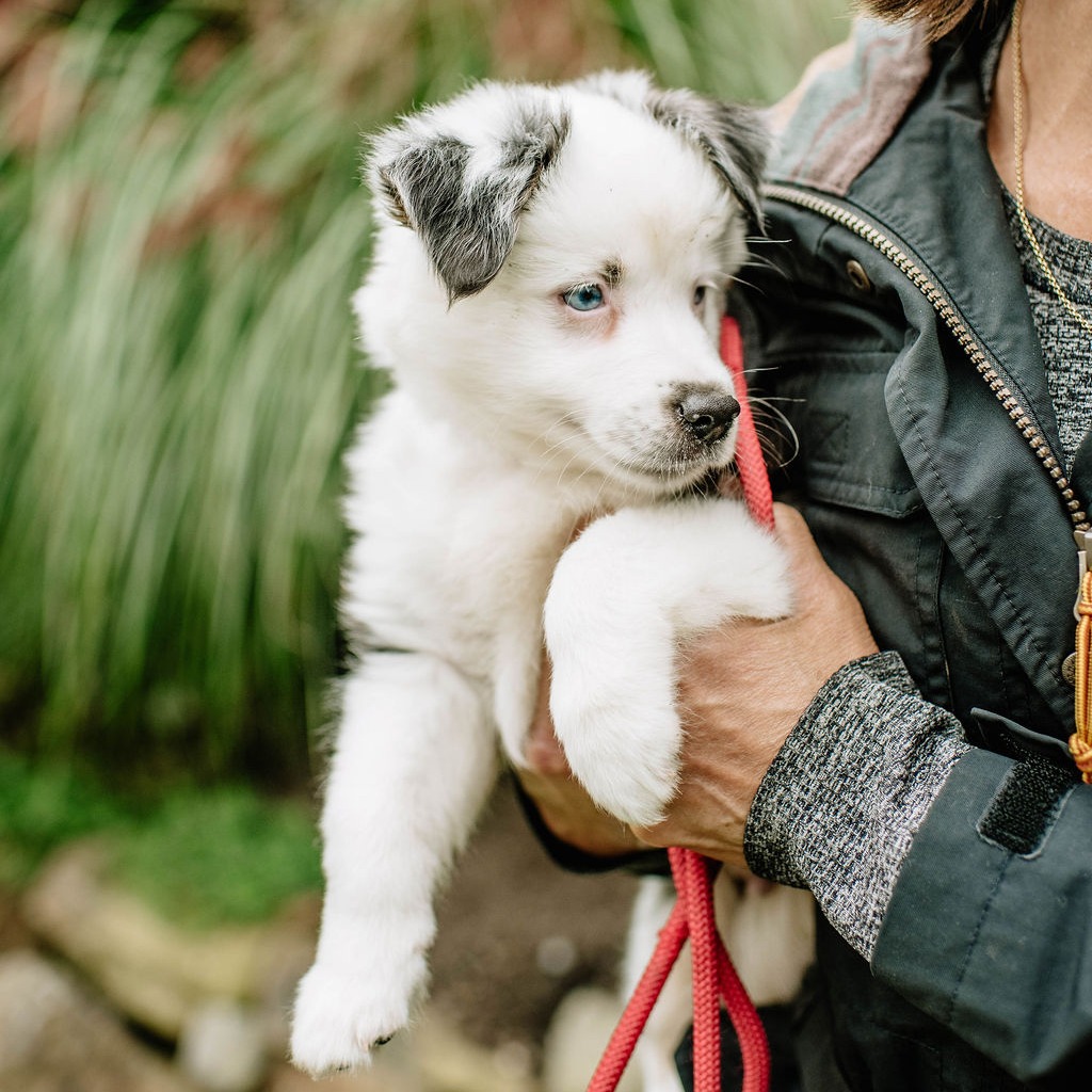 Eugene - Phoenix Animal Rescue