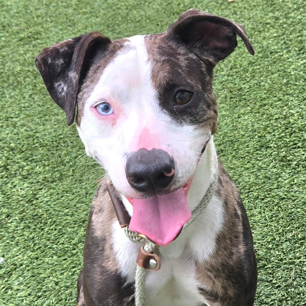 Dallas is available for adoption at Humane Educational Society