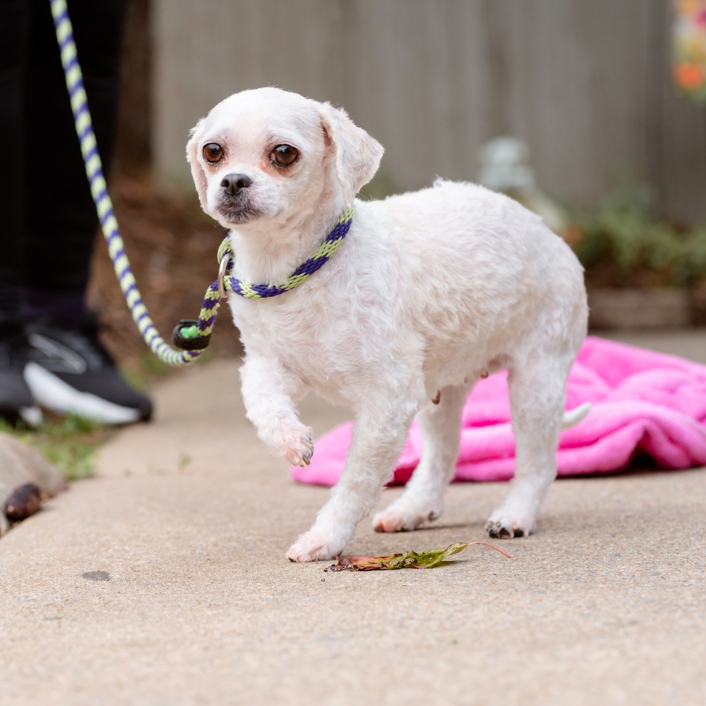 Darla - Phoenix Animal Rescue