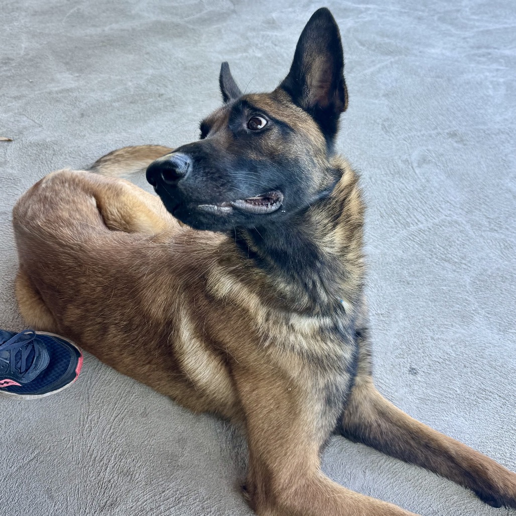 Sergeant (fka Doo) - Phoenix Animal Rescue