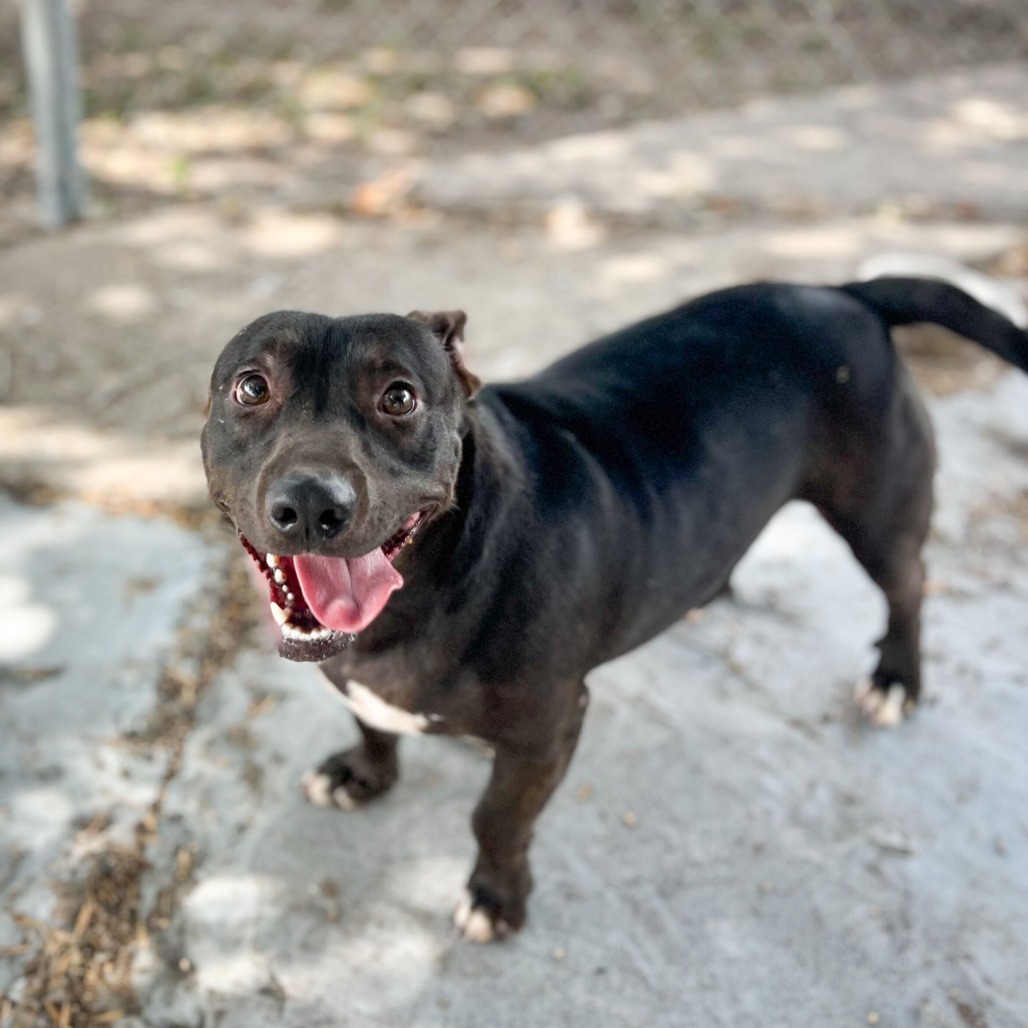 Shorty G is available for adoption at Palm Valley Animal Society