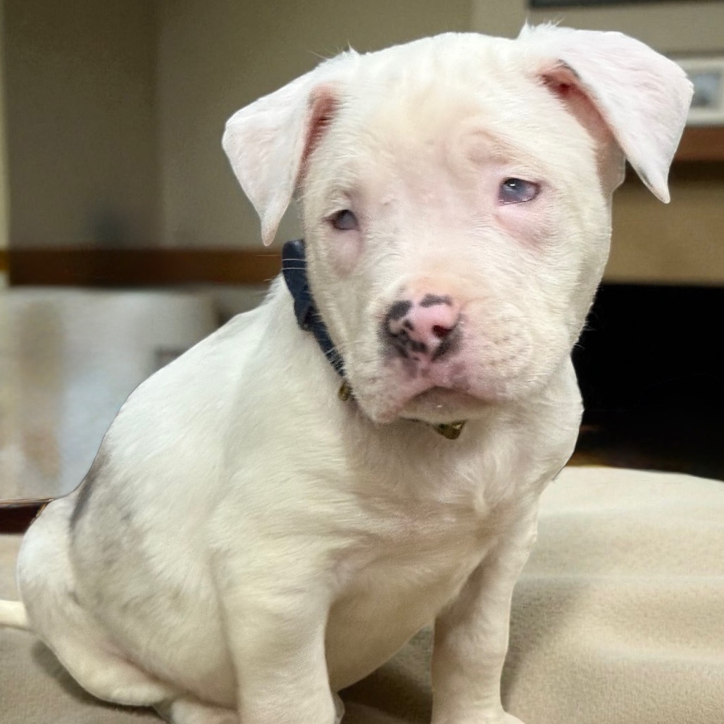 Grim - Phoenix Animal Rescue