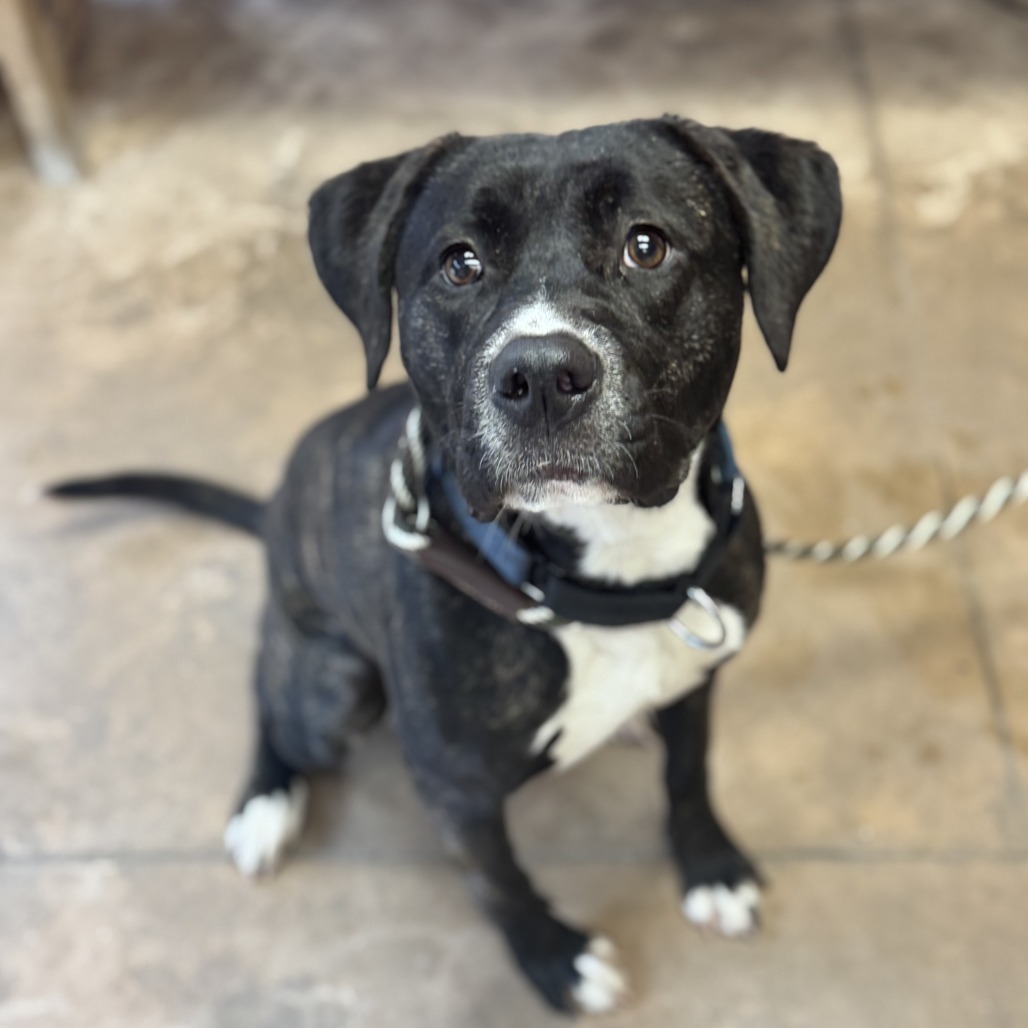 Adopt Dogs - Orphans of the Storm