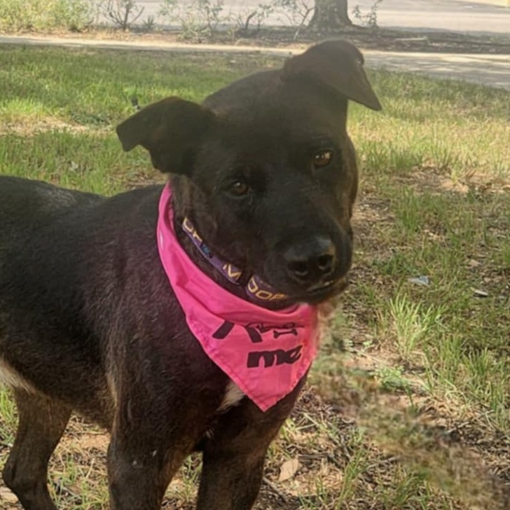 Rako JuM (85928864) | God's Dogs Rescue