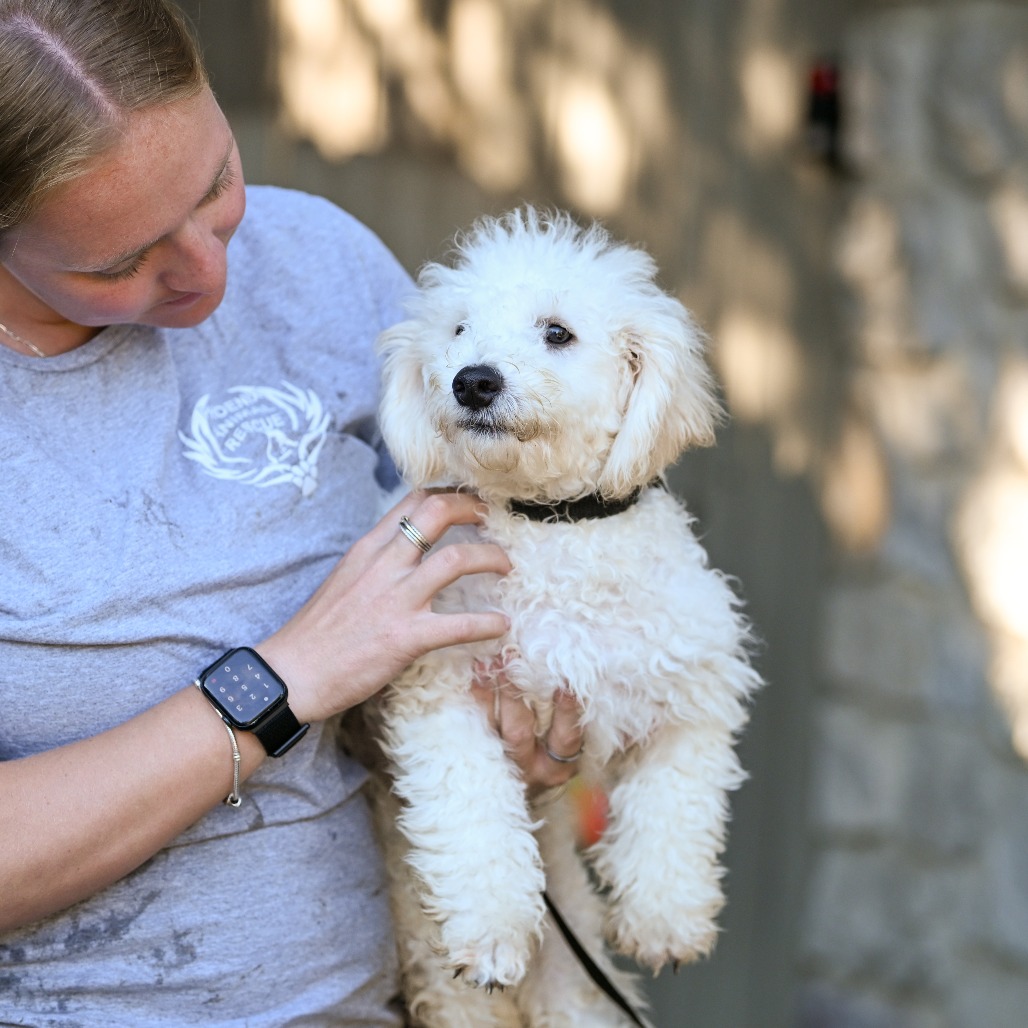 Tyler - Phoenix Animal Rescue