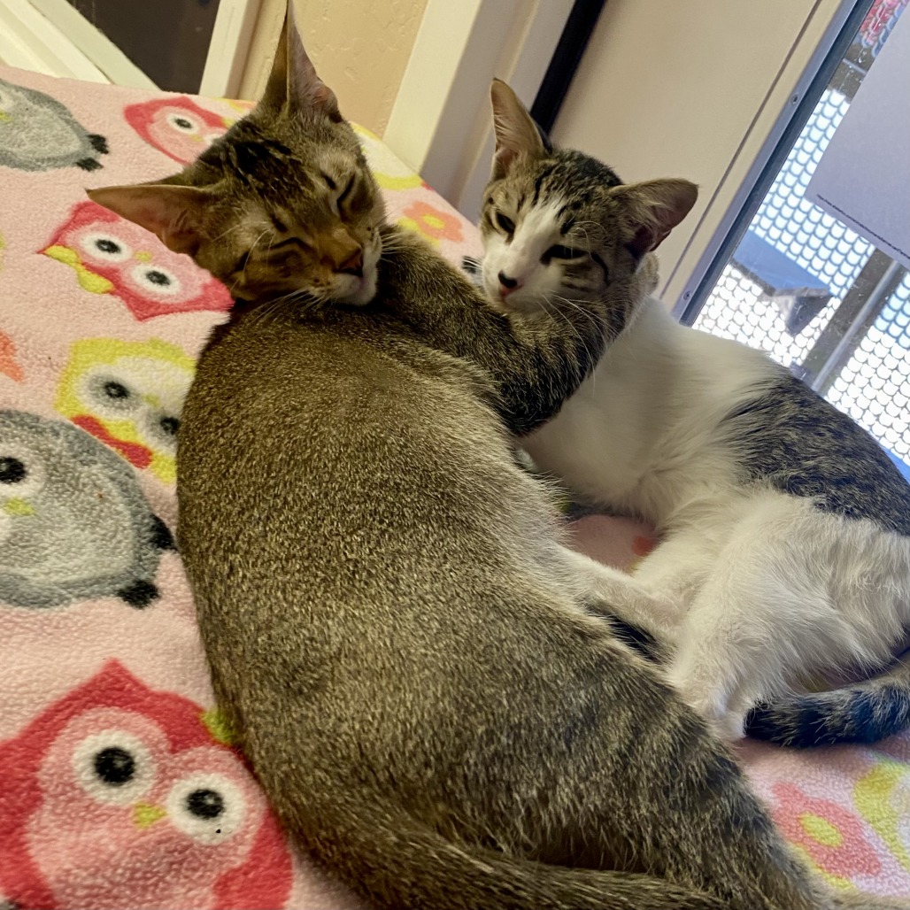 Meet Moshi, a Domestic Shorthair Cat Available For Adoption | Lost Our Home