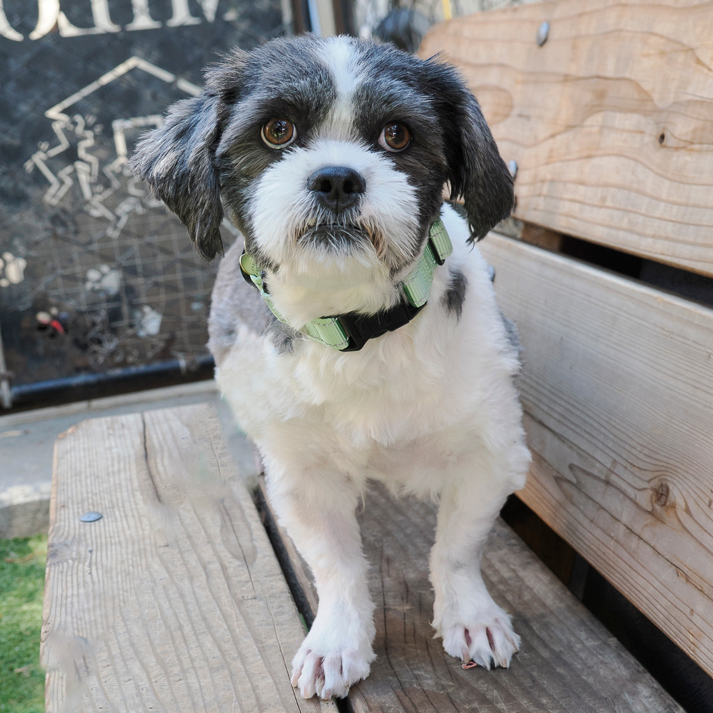 BENTLEY is available for adoption at Milo Foundation