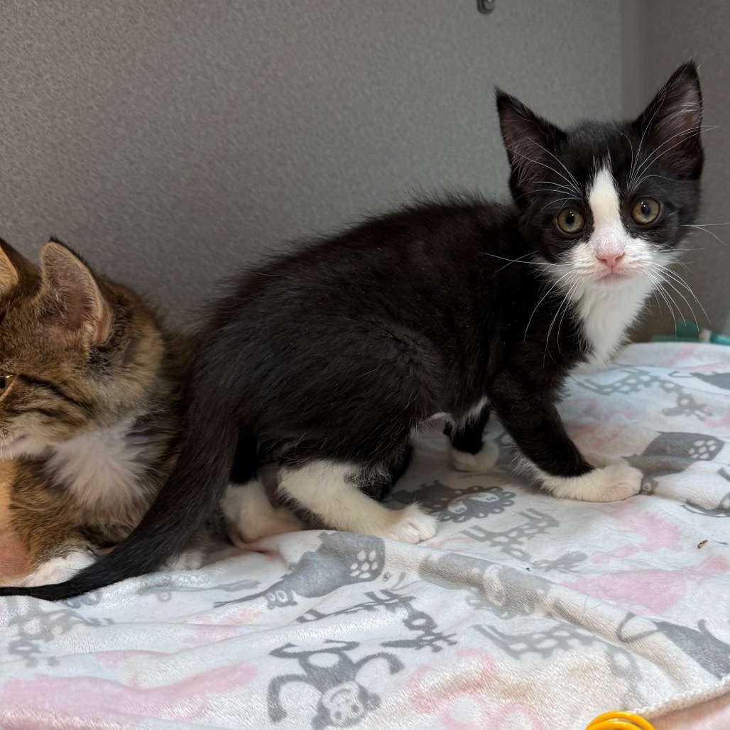 Lambs Wool - Humane Animal Rescue