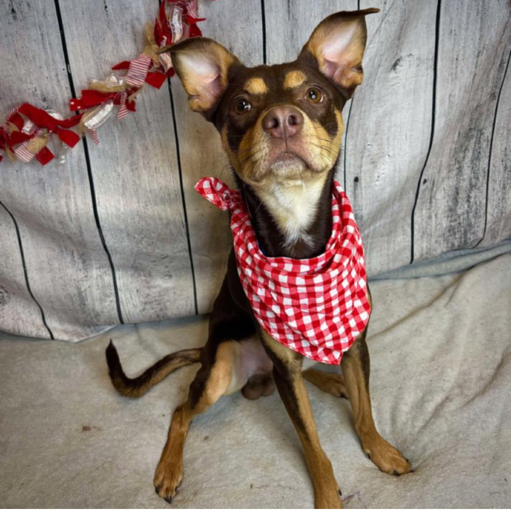 Rocket City Rescue | Adopt a Dog | Foster A Dog