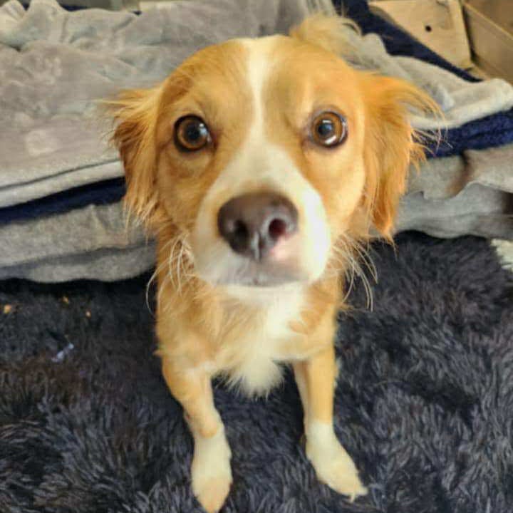 Timothy is available for adoption at Always & Furever Midwest Animal ...
