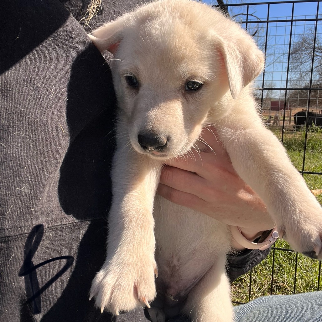 Adopt Dogs - Orphans of the Storm
