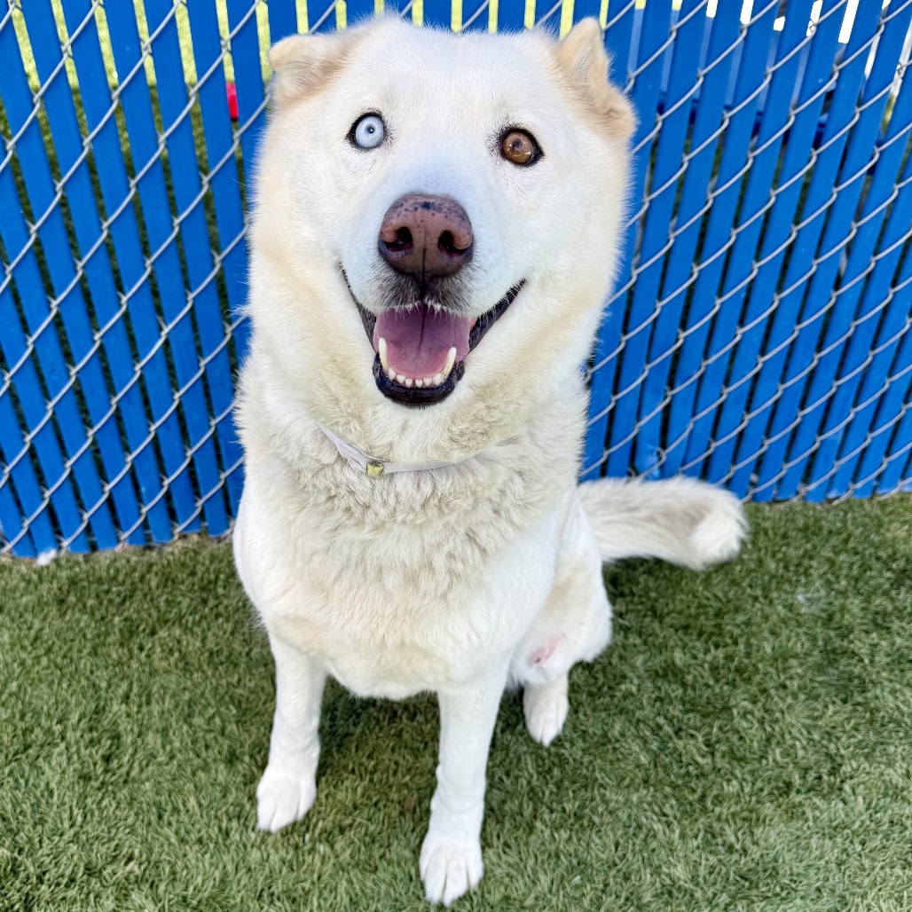 Adoptable – spcaLA