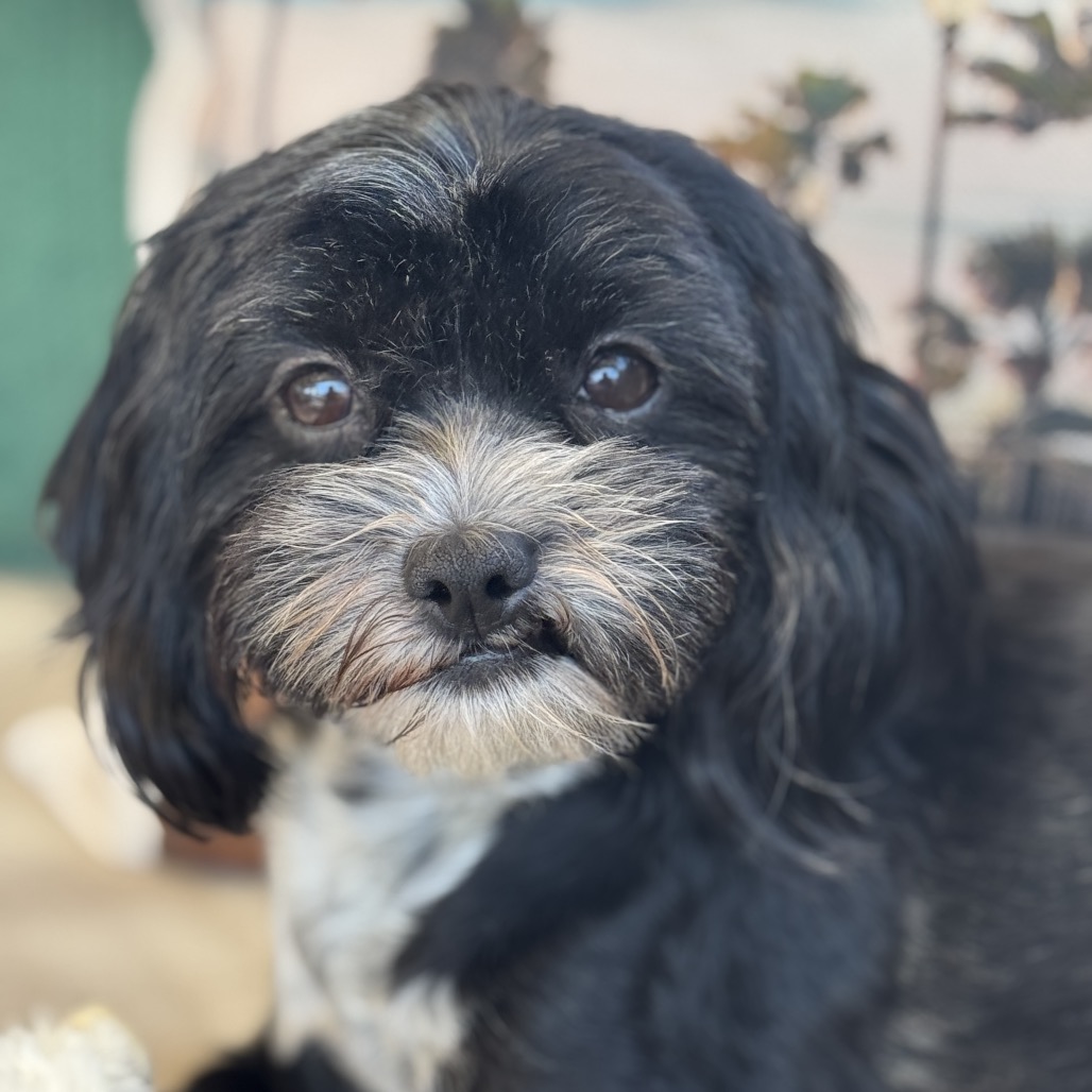 Dogs 'n Puppies | Pet Adoption in Oceanside, Carlsbad, North County