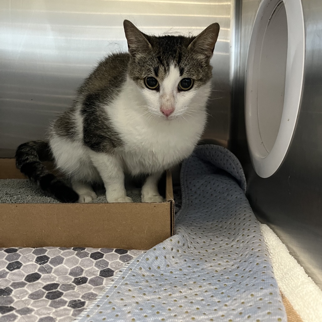 Tootsie (Muffin) is available for adoption at Oxford Animal Resource Center