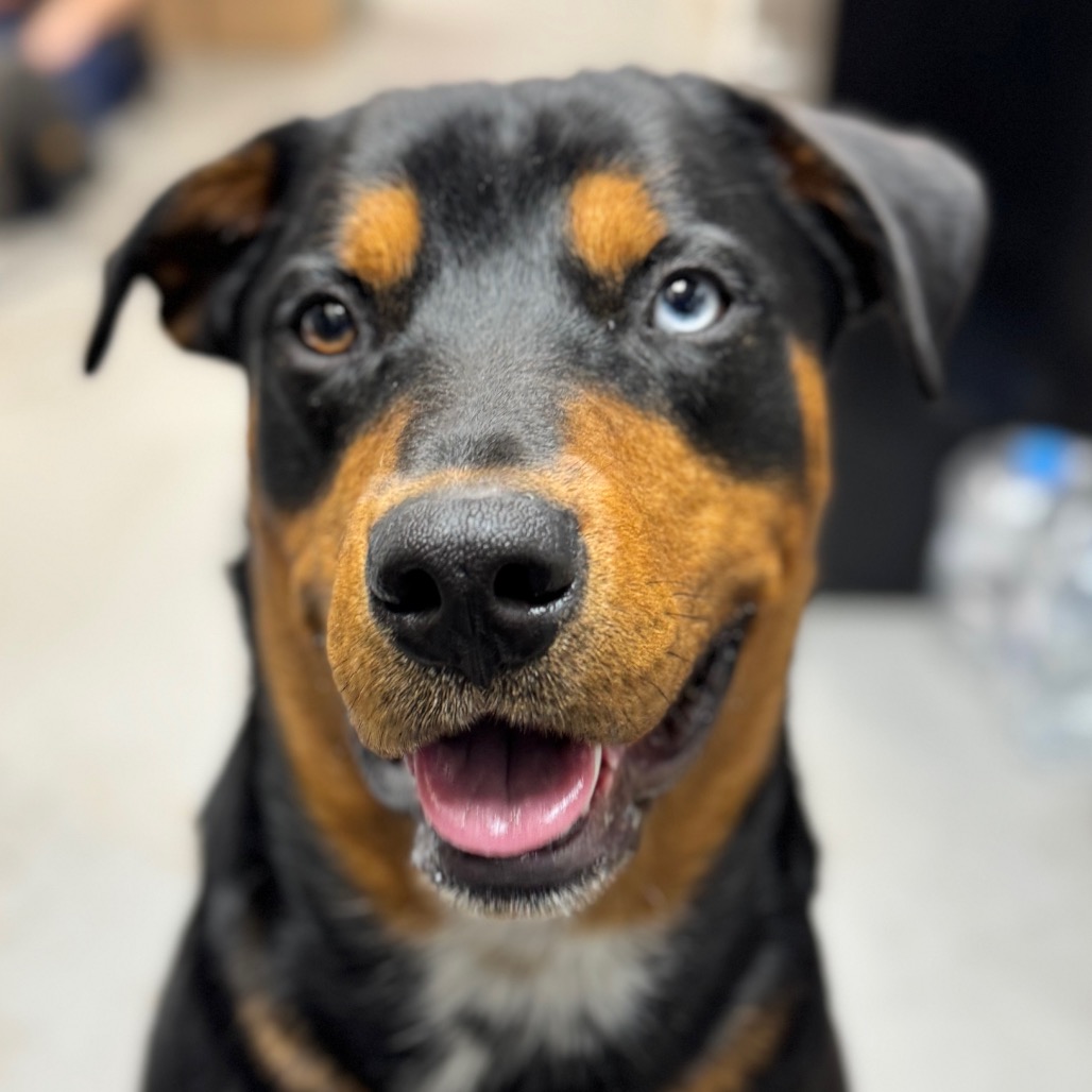 Colton is available for adoption at PAWS Atlanta