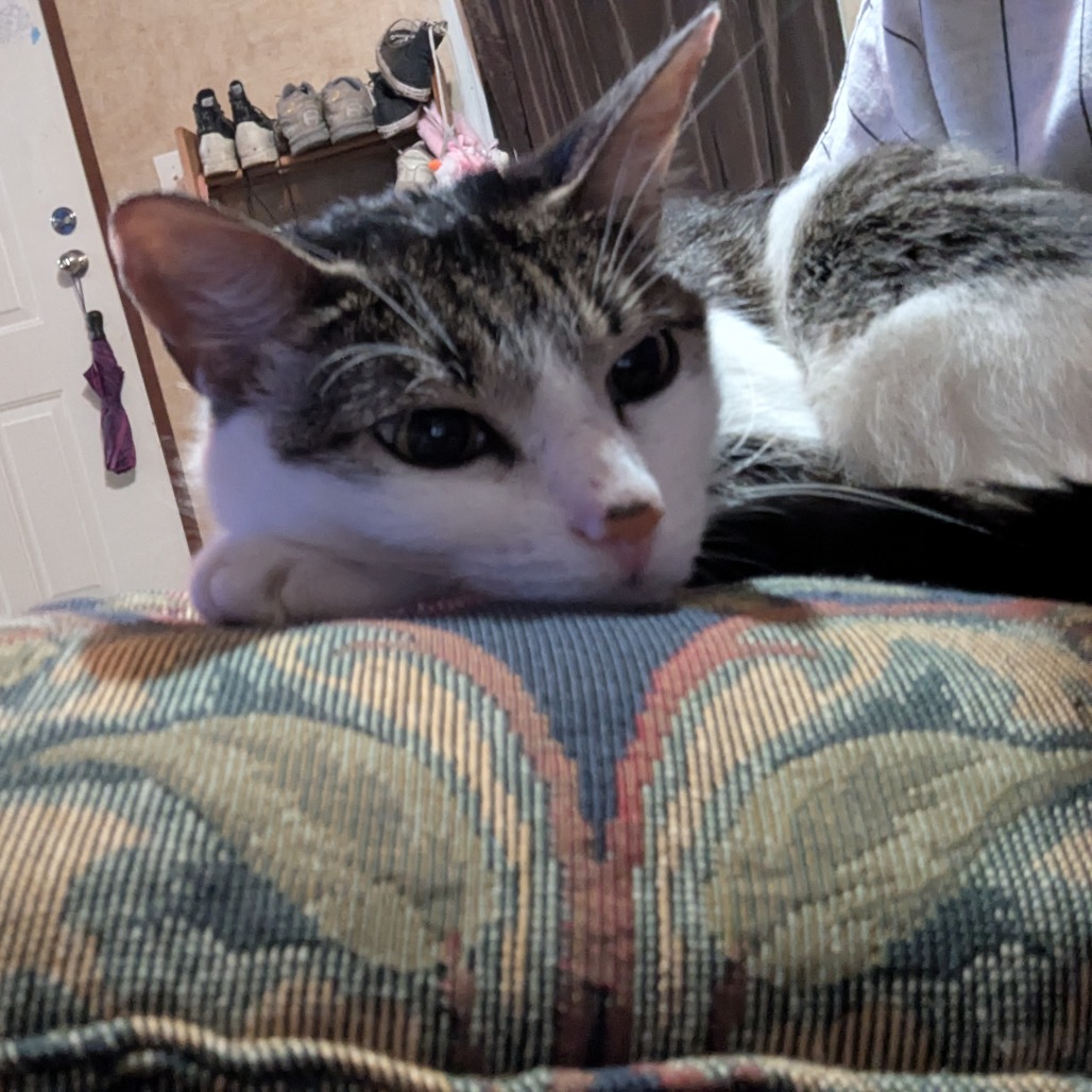 Athena, Goddess of Crafts is available for adoption at Central Missouri ...