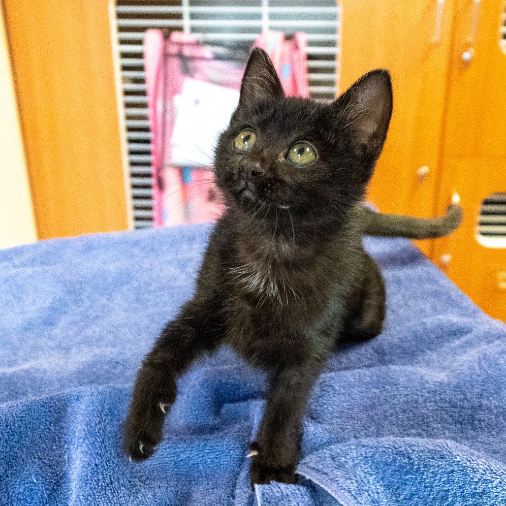 Jinx Jelly (fka Alligator) is available for adoption at Anderson Humane