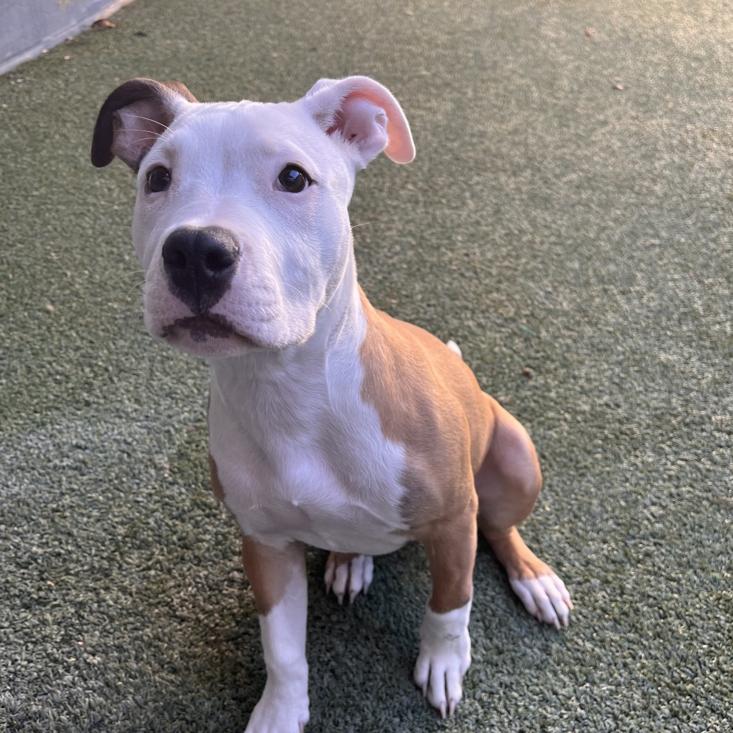 Lollypop Farm - Phoebe