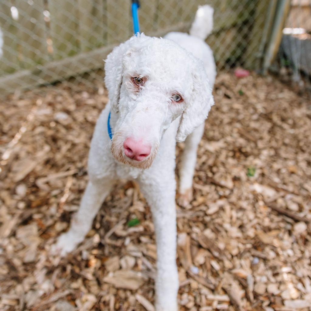 Harper - Phoenix Animal Rescue