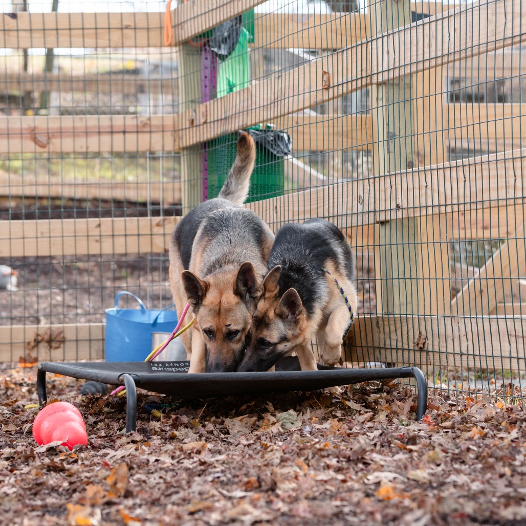 Chai - Phoenix Animal Rescue