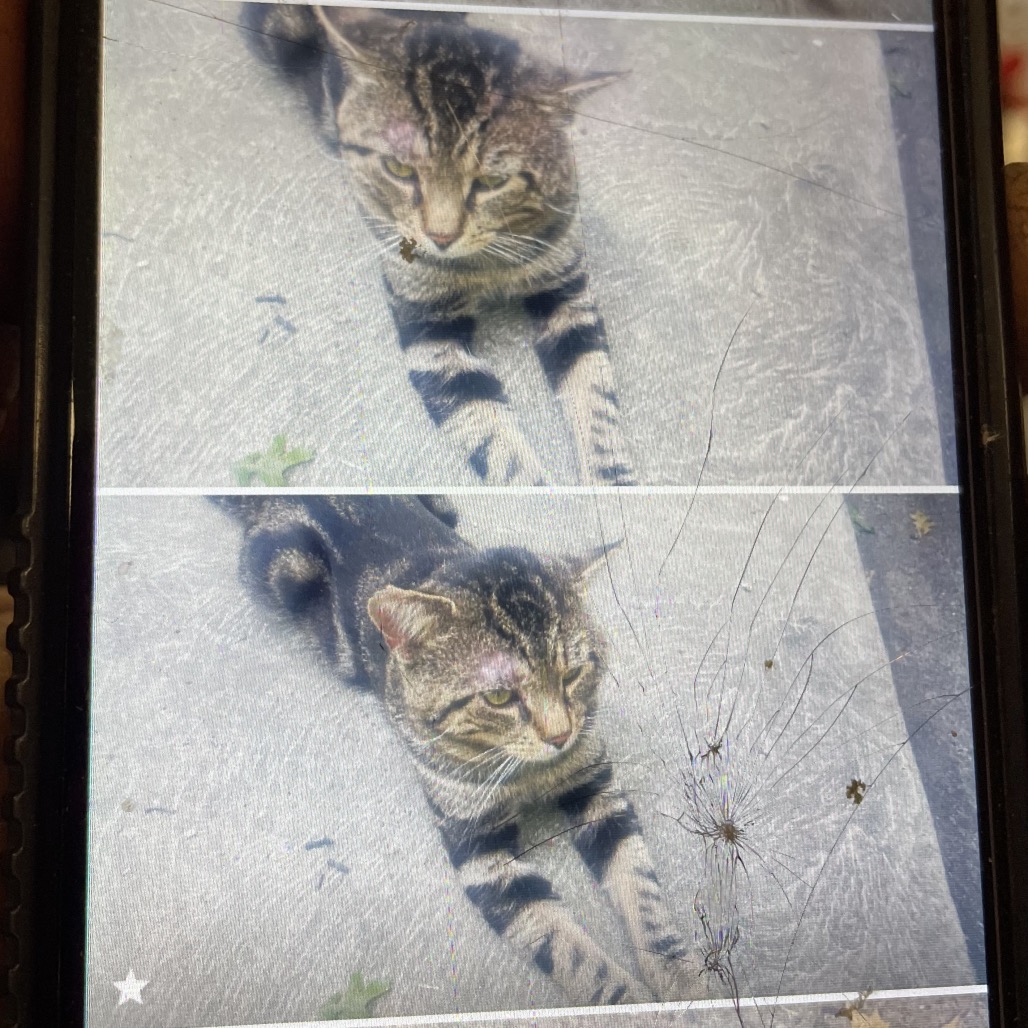 Rio - Humane Animal Rescue