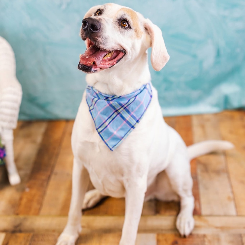 Char is available for adoption at Gateway Pet Guardians