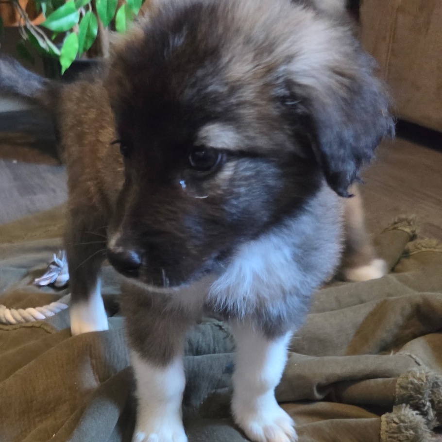 view-animal - Second Chance Animal Rescue Society