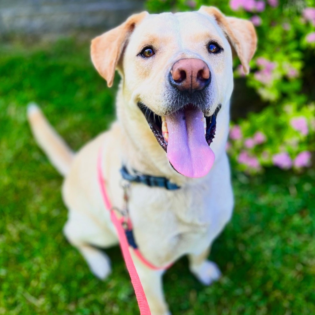 Zero is available for adoption at Humane Society of West Michigan