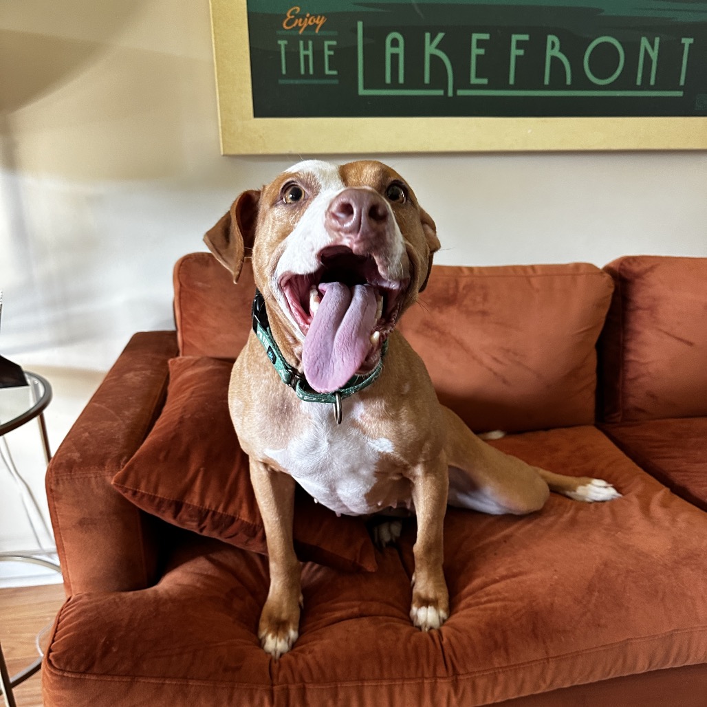 Aaliyah is available for adoption at Renegade Paws Rescue
