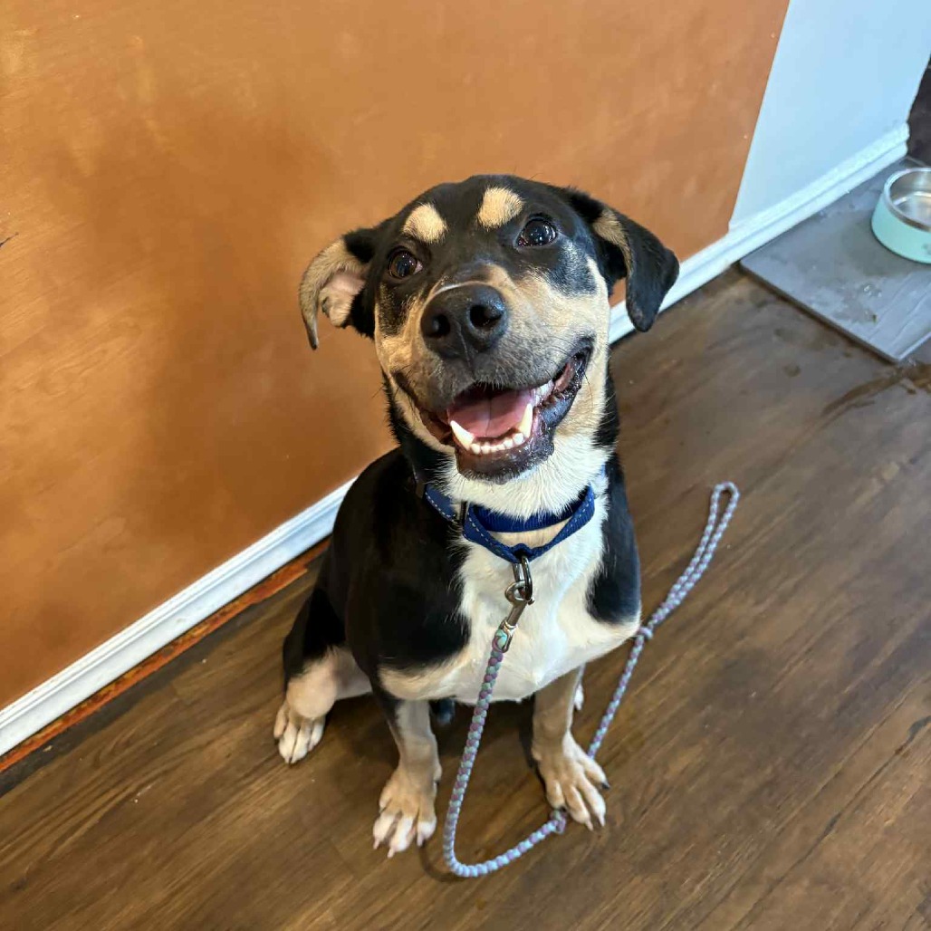 Dogs, Cats, and Critters for Adoption - One Tail at a Time