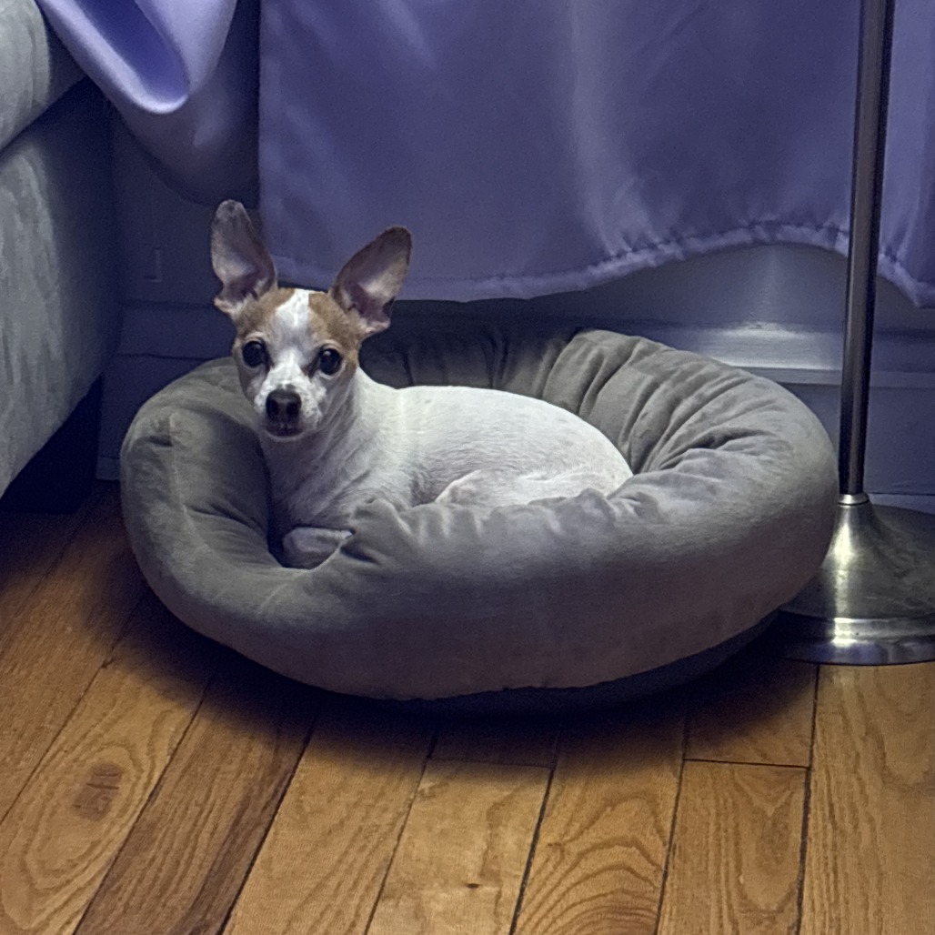 Axel - Home to Home is available for adoption at Anderson Humane