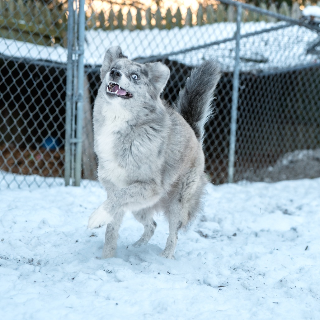 Stormy - Phoenix Animal Rescue