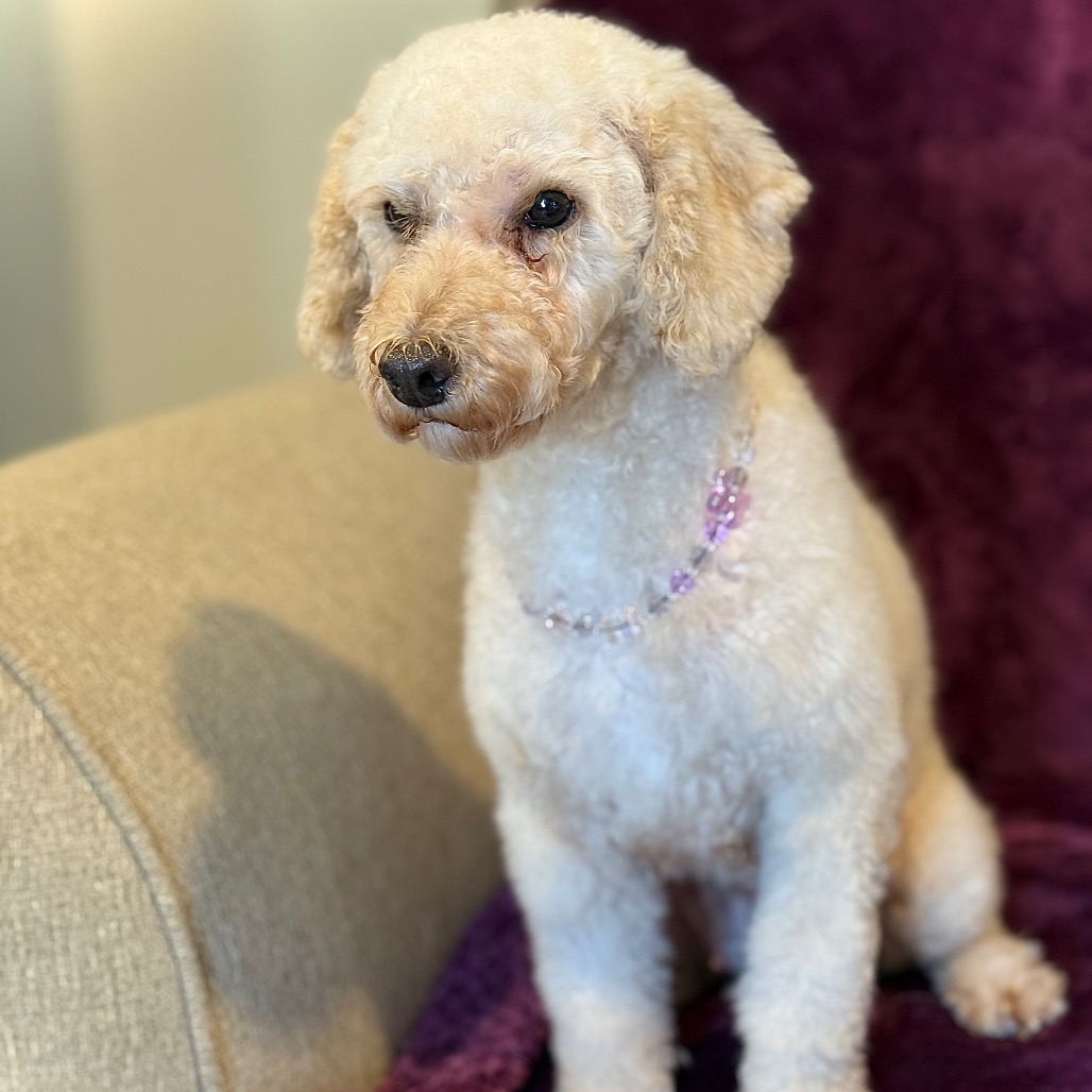 Mandy is available for adoption at Louie's Legacy Animal Rescue, Inc ...