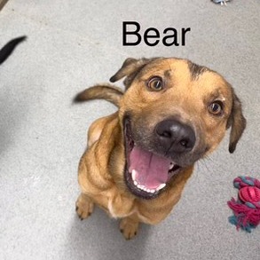 Bear is available for adoption at Kingman County Humane Society
