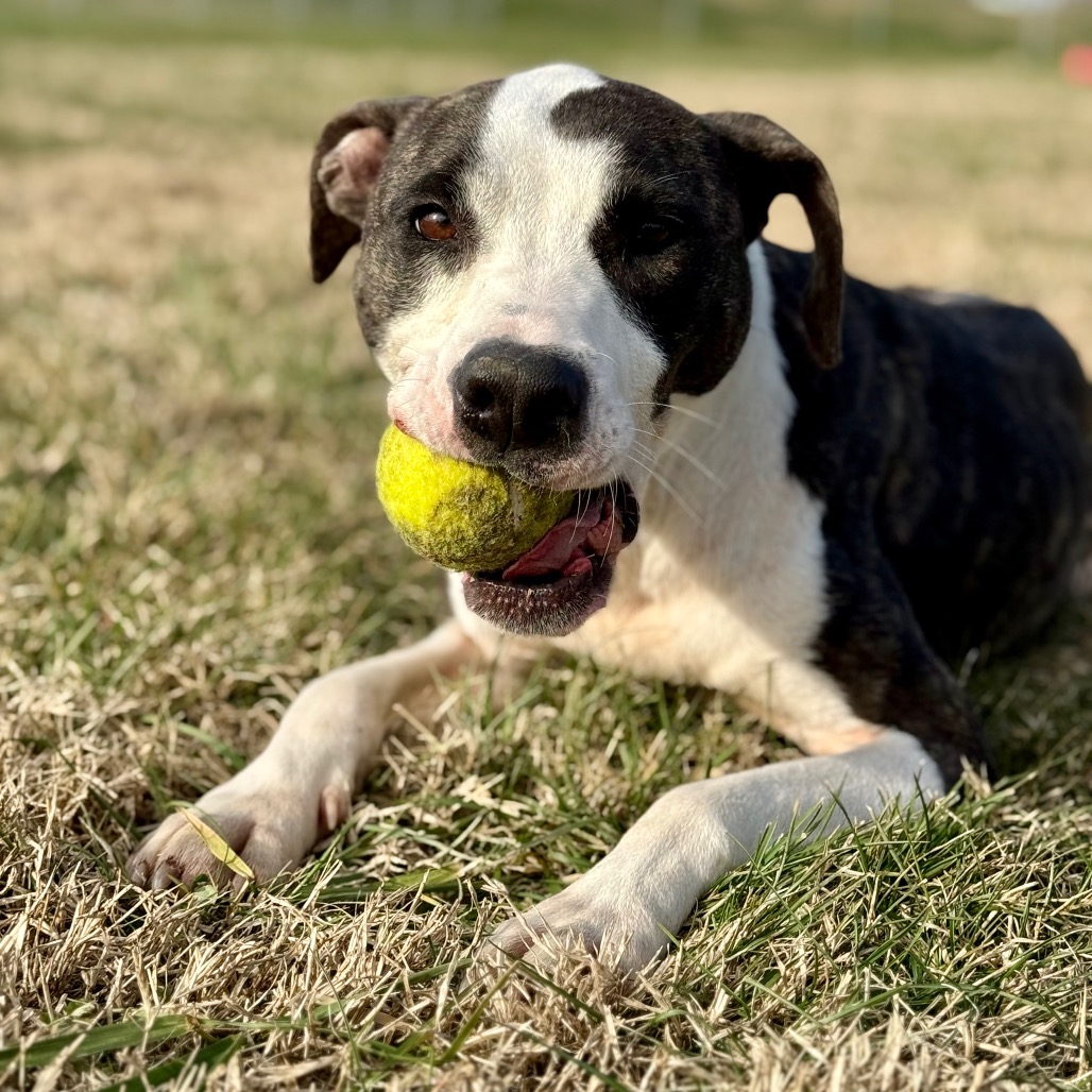 Jeffersonville Animal Shelter Adoption