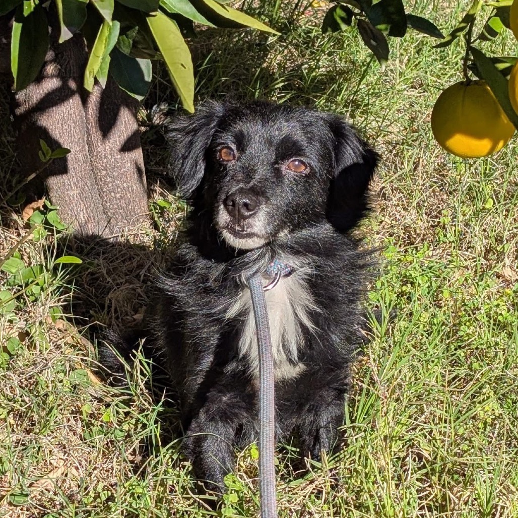 Kyle (23) - Costa Mesa Location is available for adoption at Priceless Pets