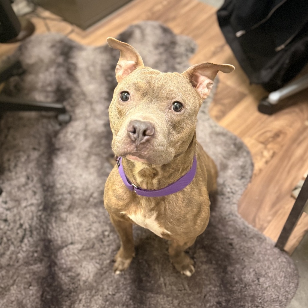 Lawrence - Humane Animal Rescue