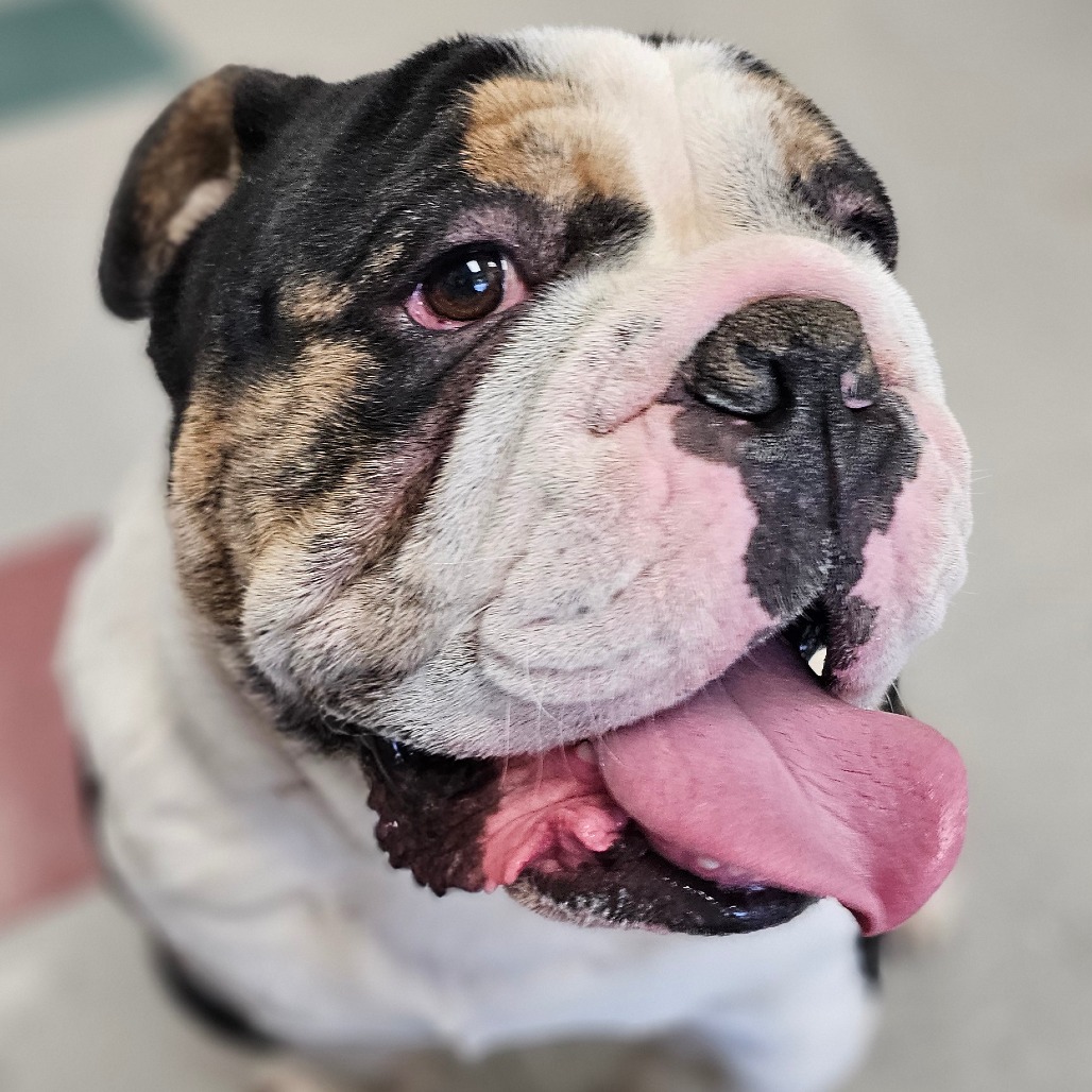 Rolo is Available for Adoption at Union County Humane Society