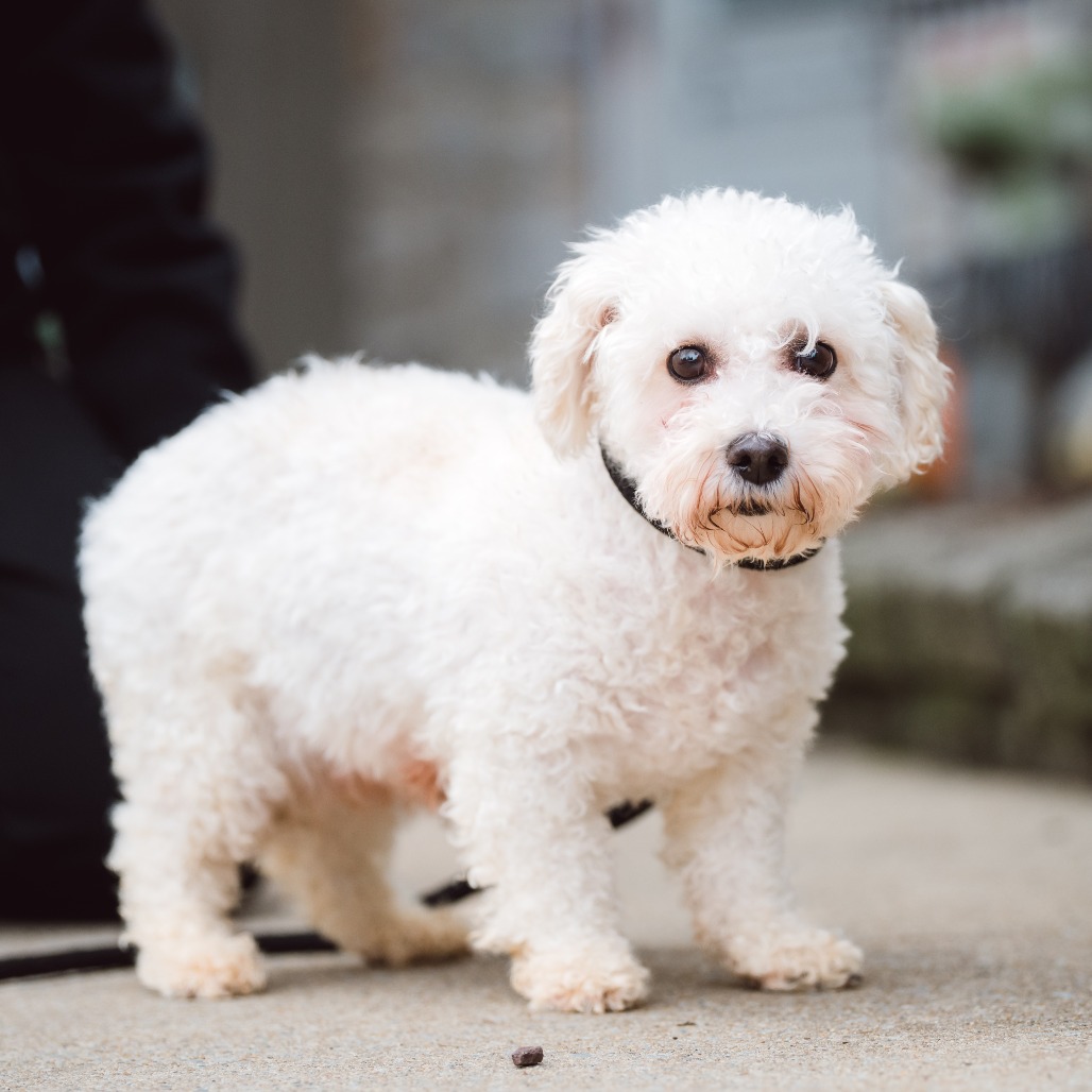 Julianne - Phoenix Animal Rescue