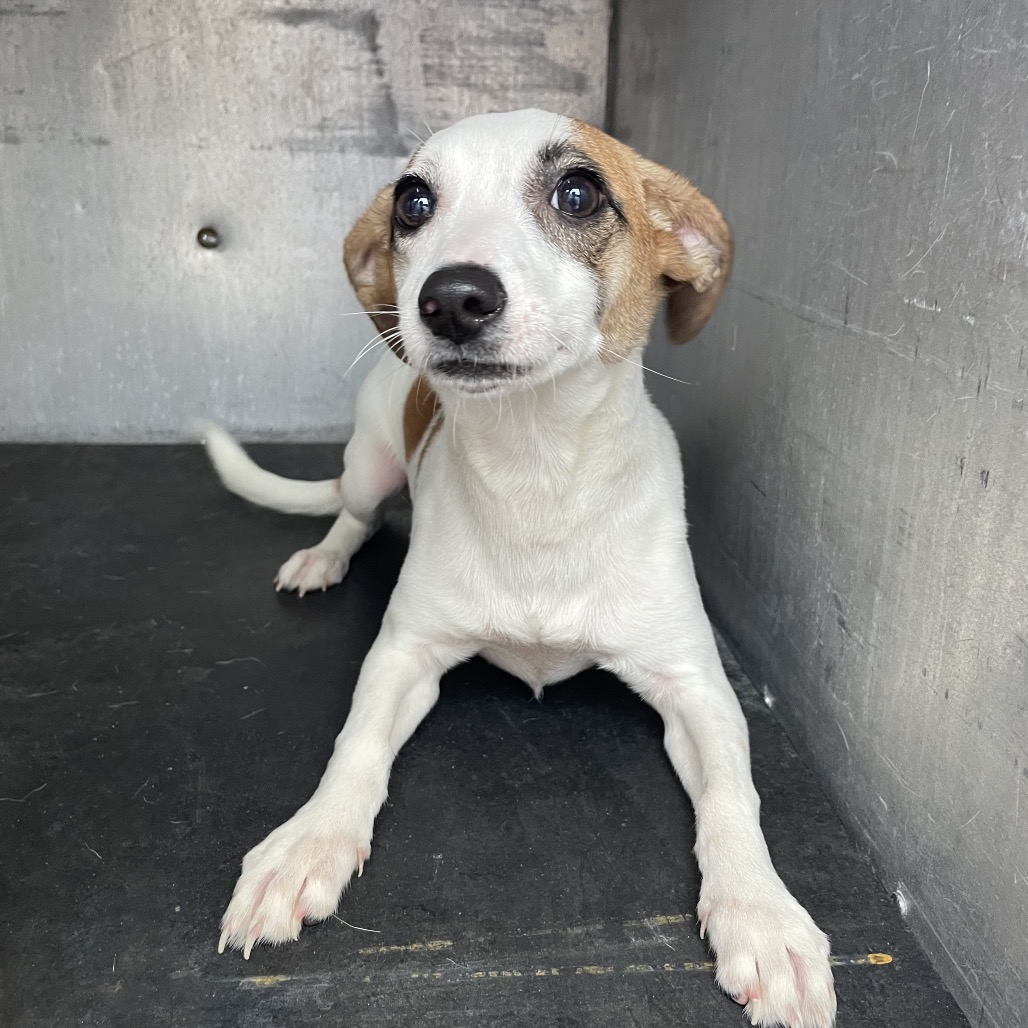 Chloe(Bubblegum) is available for adoption at Palm Valley Animal Society