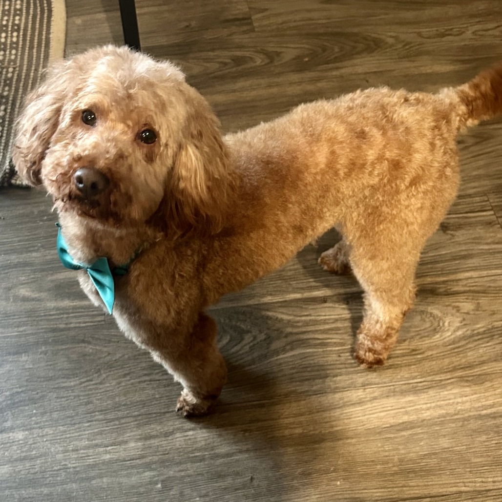 Bentley is available for adoption at Louie's Legacy Animal Rescue, Inc ...