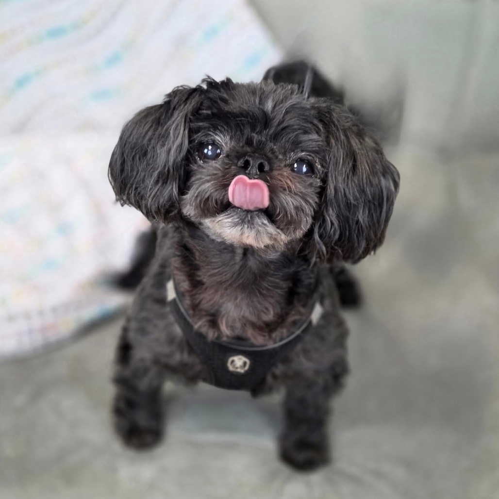 Champer is available for adoption at Gateway Pet Guardians