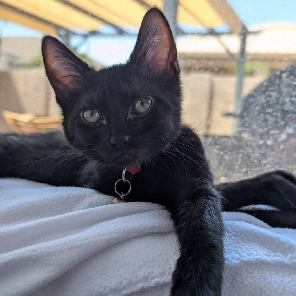 Meet Loki, a Domestic Shorthair Cat Available For Adoption | Lost Our Home