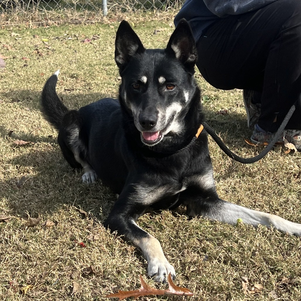 Juniper is available for adoption at Fayetteville Animal Protection ...