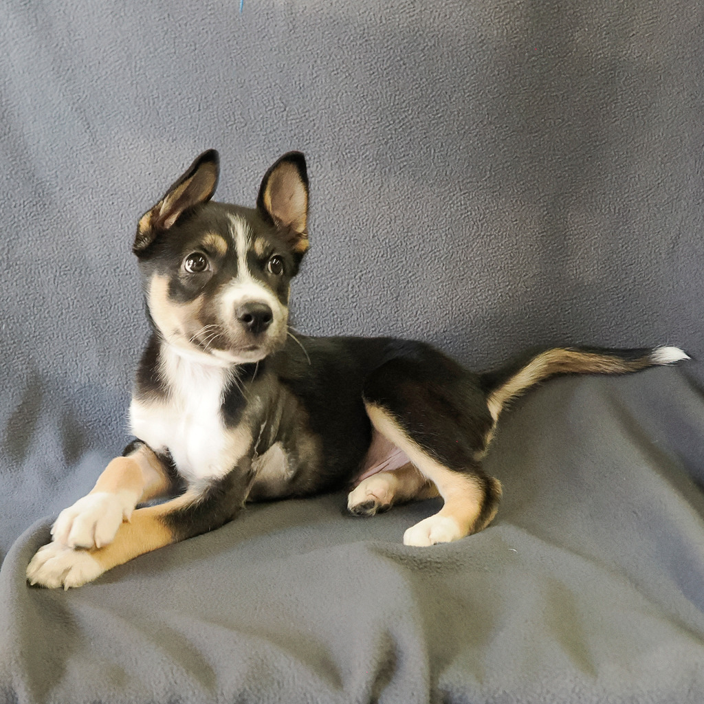 CLIFFORD now COSMO is available for adoption at Milo Foundation